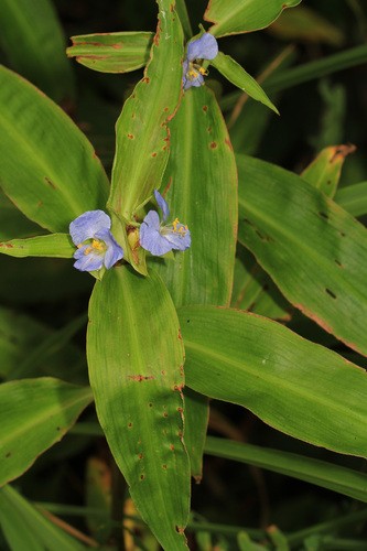 Commelina Virginica