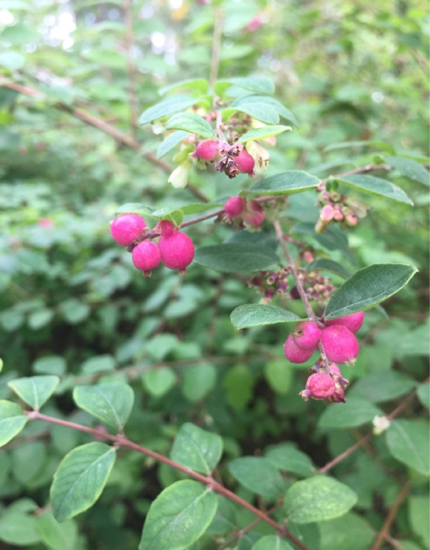 Снежноягодник (Symphoricarpos) - PictureThis