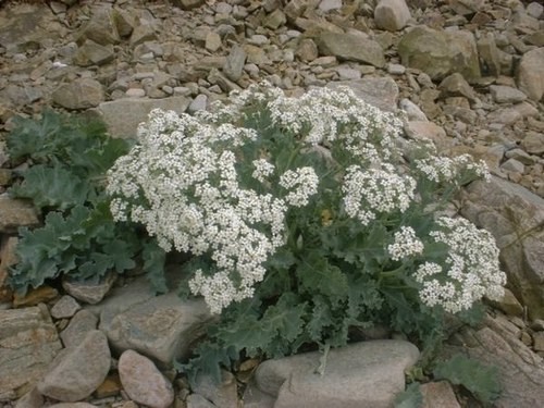 Col marina (Crambe maritima) - PictureThis