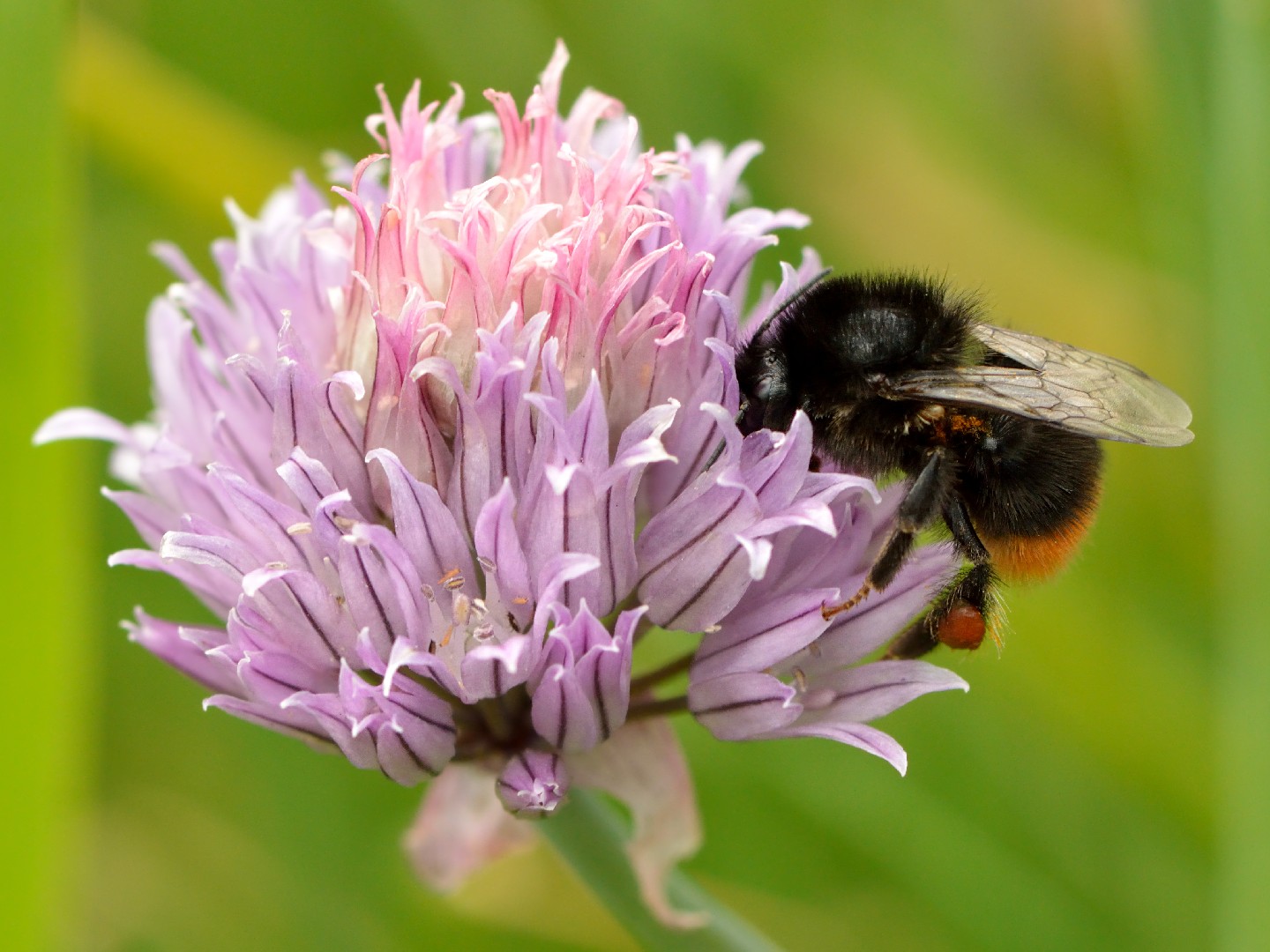 Cebollín (Allium schoenoprasum) - PictureThis