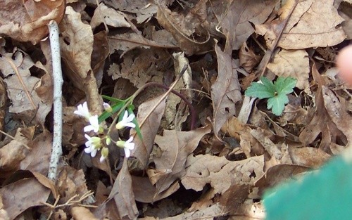 Cardamine angustata - PictureThis