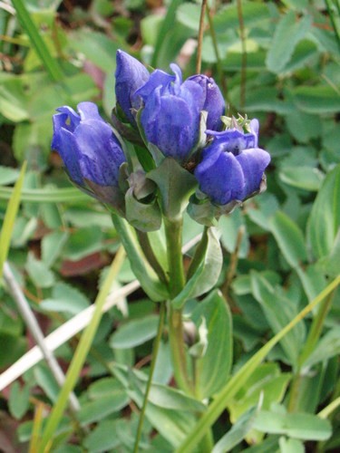 Gentiana sceptrum - PictureThis