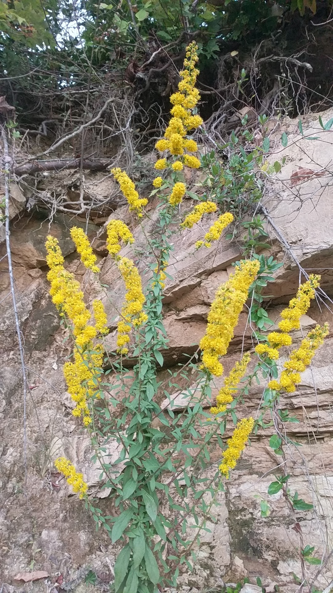 Gray Goldenrod (Solidago nemoralis) Flower, Leaf, Care, Uses - PictureThis