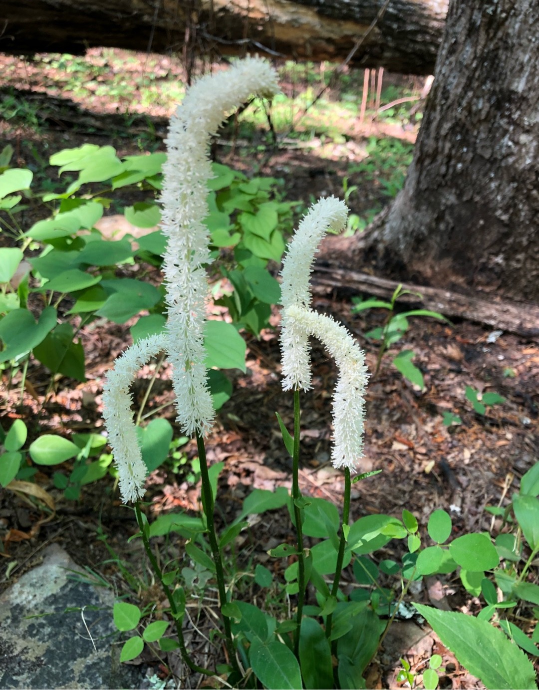 Blazing-star Care (Watering, Fertilize, Pruning, Propagation) - PictureThis