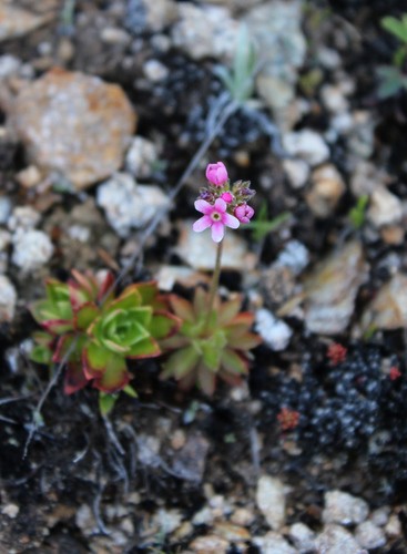 Androsace albana Flower, Leaf, Care, Uses - PictureThis