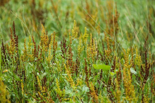 Rumex chrysocarpus - PictureThis