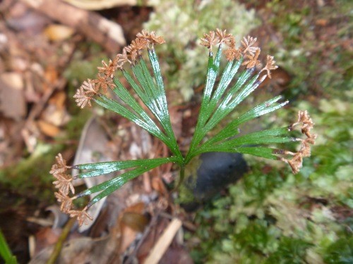 Fan fern (Schizaea dichotoma) Flower, Leaf, Care, Uses - PictureThis