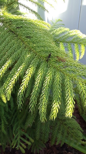 Taiwania (Taiwania cryptomerioides) - PictureThis