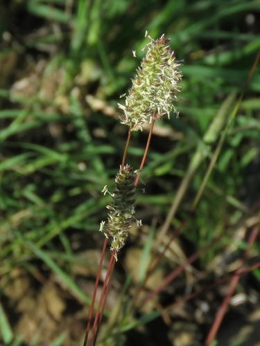 Bur grass Care (Watering, Fertilize, Pruning, Propagation) - PictureThis