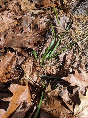 Roughleaf ricegrass (Oryzopsis asperifolia) Flower, Leaf, Care, Uses ...