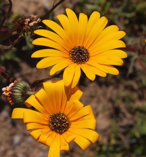How to Plant and Grow Glandular cape marigold(Dimorphotheca sinuata)