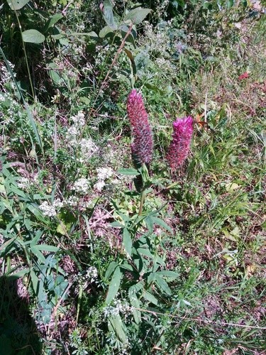 Red feather clover (Trifolium rubens) Flower, Leaf, Care, Uses ...