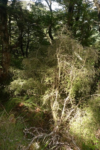 Weeping mapou (Myrsine divaricata) Flower, Leaf, Care, Uses - PictureThis