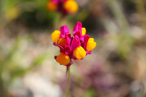 Linaria pinifolia - PictureThis