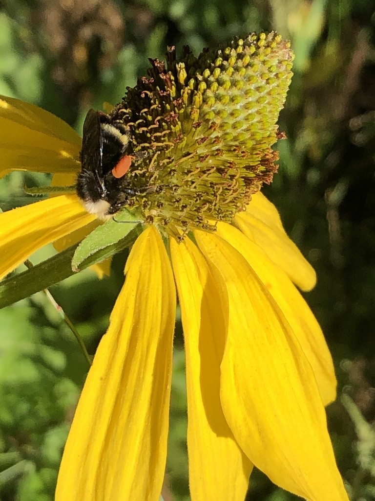 California coneflower (Rudbeckia californica) Flower, Leaf, Care, Uses ...