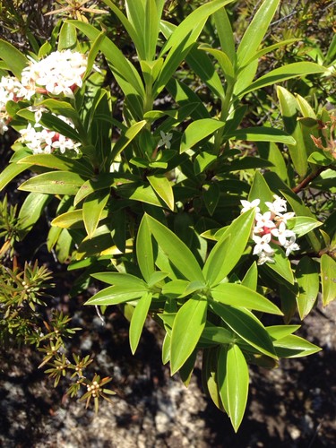 Pimelea longifolia Care (Watering, Fertilize, Pruning, Propagation ...