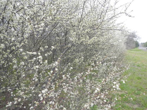 Prunus rivularis - PictureThis