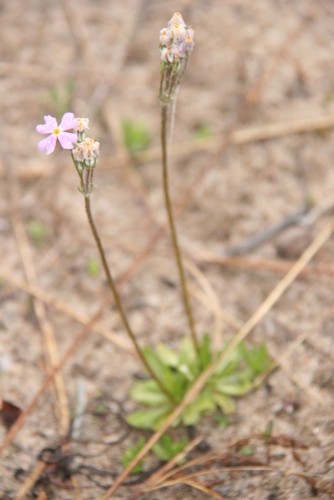 Primula mistassinica 照顧，種植，繁殖，開花時間 - PictureThis