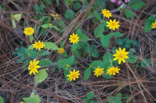 멜람포디움 (Melampodium divaricatum) - PictureThis