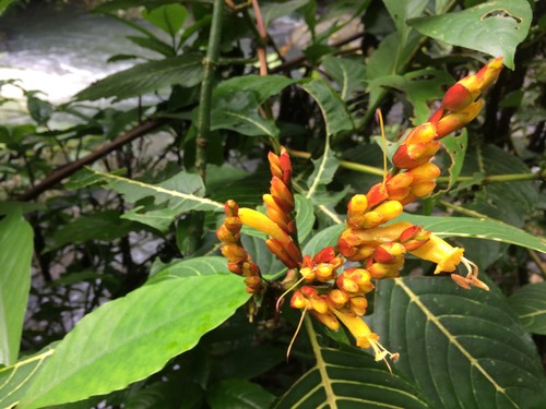 Sanchezia parvibracteata - PictureThis