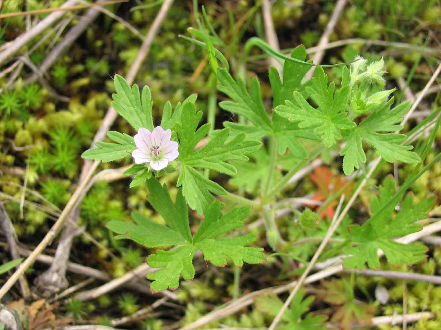 Bicknell's cranesbill (Geranium bicknellii) Flower, Leaf, Care, Uses ...
