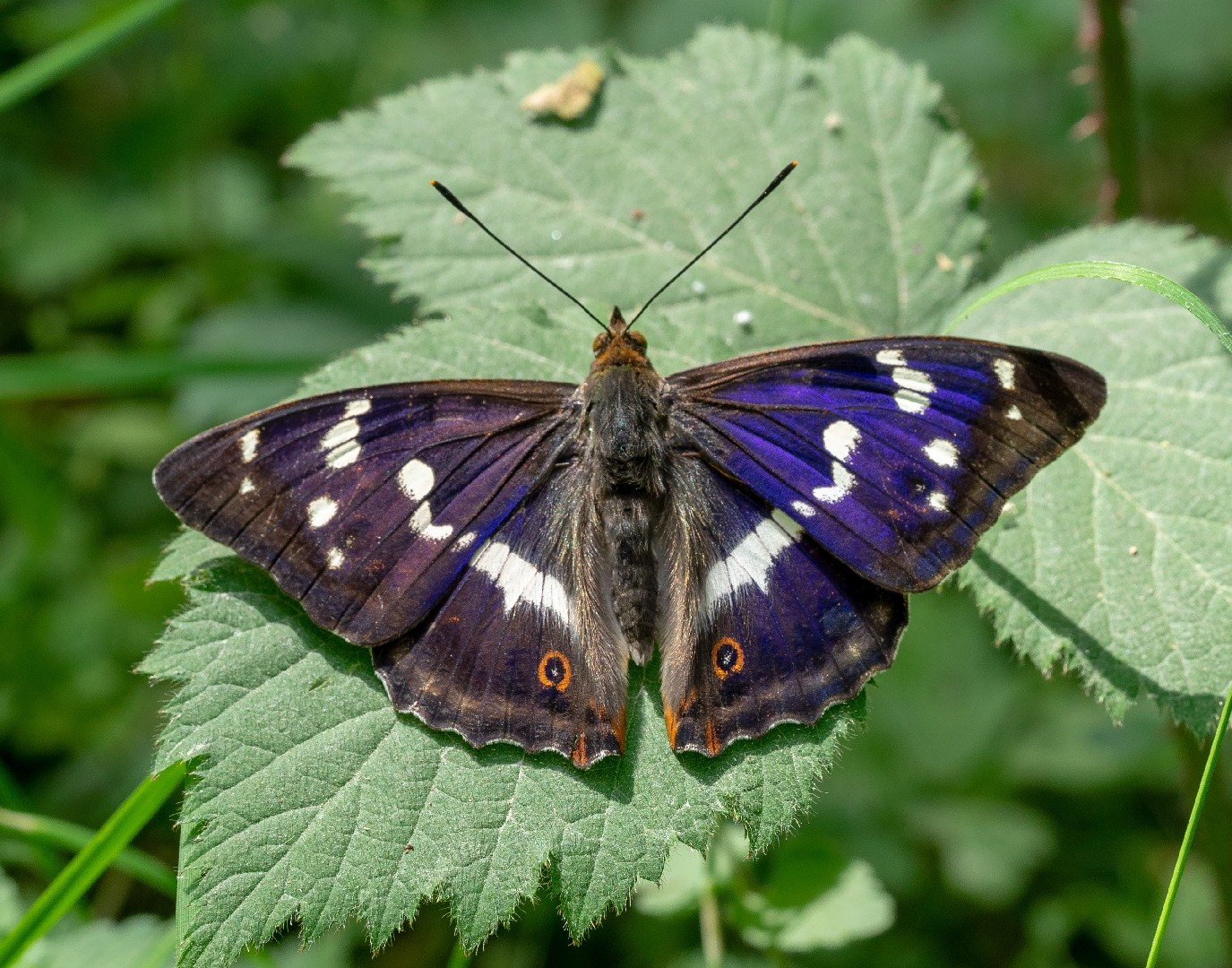 How to Pollinate Annual honesty? (Pollinators, Time Window, Enhance ...
