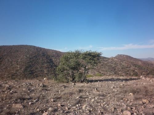 Encino blanco (Quercus crassifolia) - PictureThis