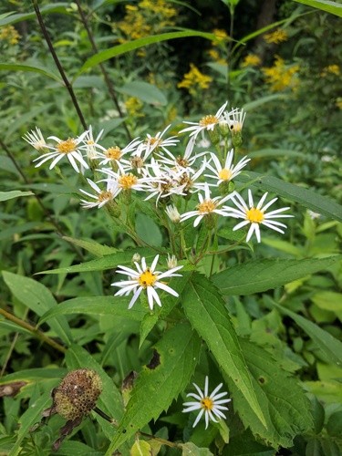 Forked aster Care (Watering, Fertilize, Pruning, Propagation) - PictureThis