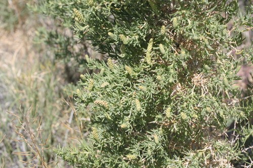 Sarcobate vermiculé (Sarcobatus vermiculatus) - PictureThis
