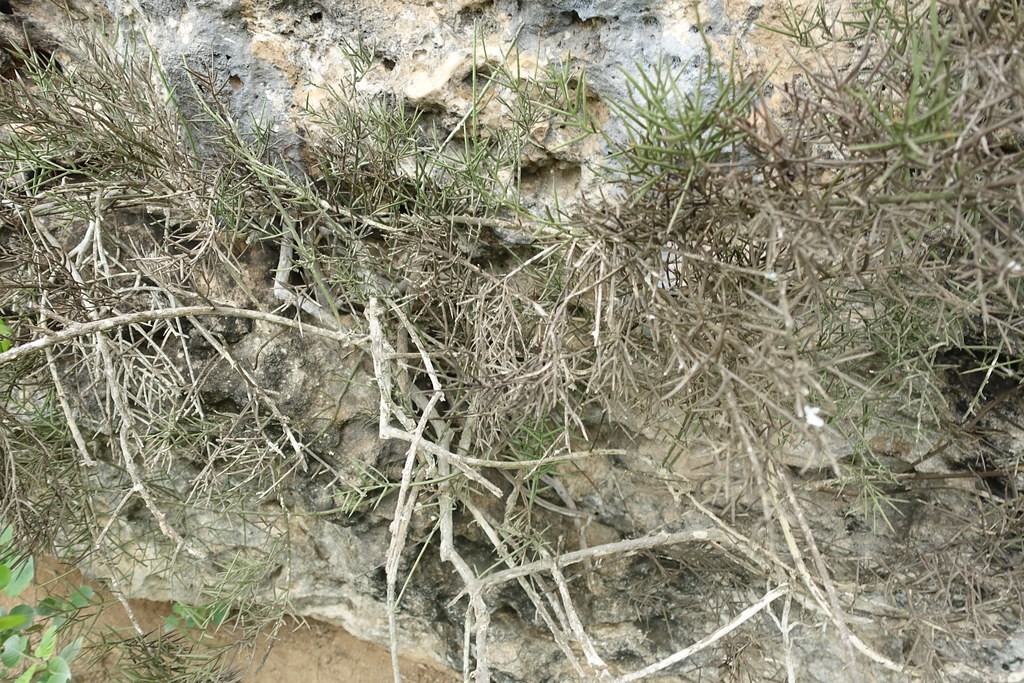 Azima tetracantha - PictureThis