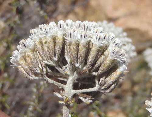 Metalasia densa - PictureThis