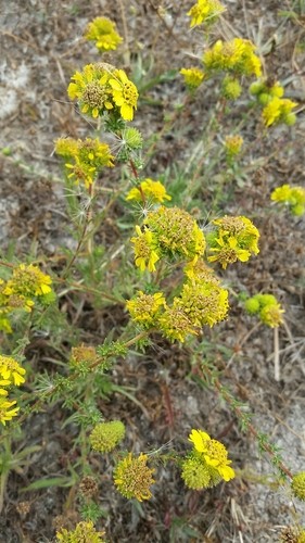 Santa cruz tarplant Care (Watering, Fertilize, Pruning, Propagation ...