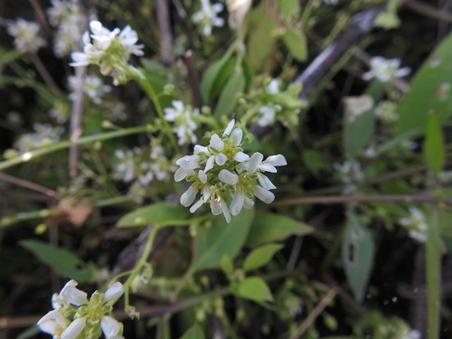 Coclearia (Cochlearia officinalis) - PictureThis