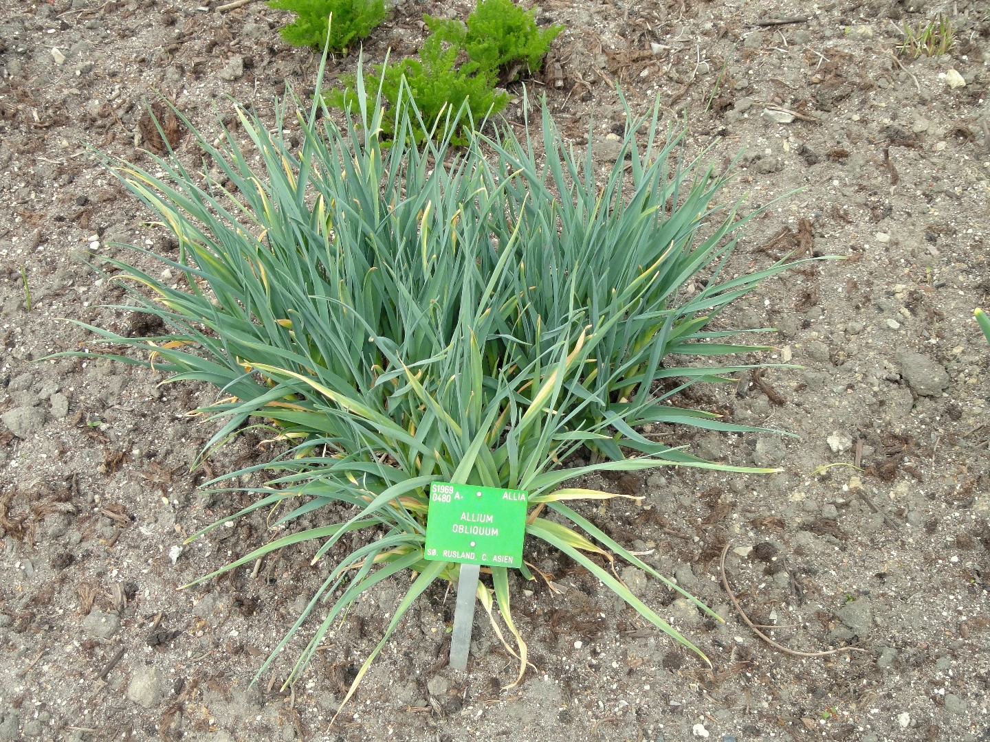 Allium obliquum - PictureThis