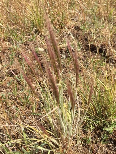 Elymus multisetus - PictureThis