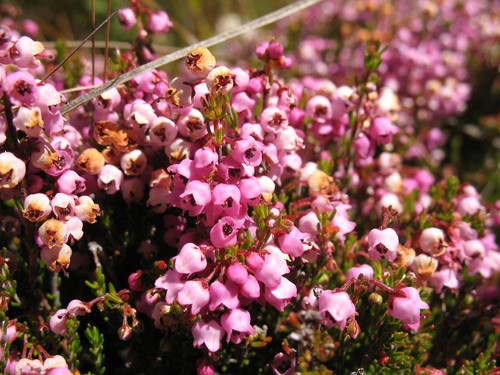 Erica lateralis Flower, Leaf, Care, Uses - PictureThis