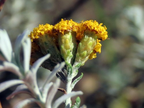 Kouterbos (Athanasia trifurcata) Flower, Leaf, Care, Uses - PictureThis