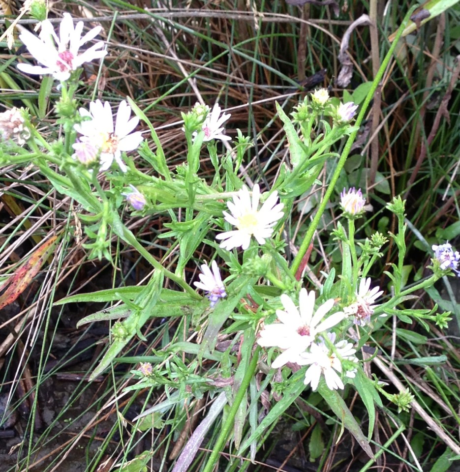 Suisun marsh aster (Symphyotrichum lentum) Flower, Leaf, Care, Uses - PictureThis