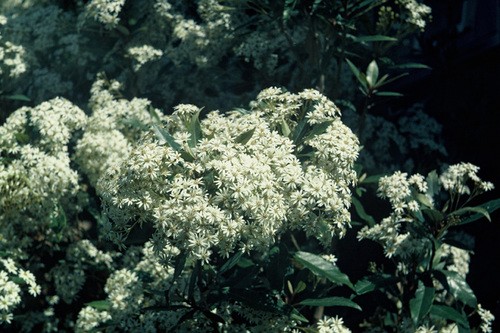 Olearia cheesemanii - PictureThis