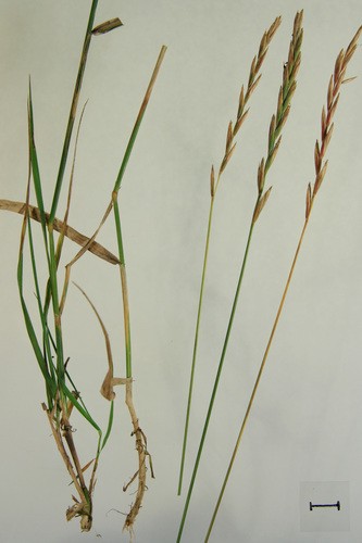 Kriech-quecke (Elymus repens) - PictureThis