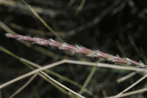 Zacate galleta gigante (Hilaria rigida) - PictureThis