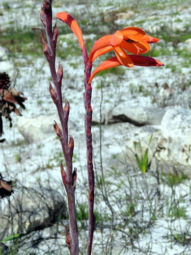 Watsonia tabularis - PictureThis