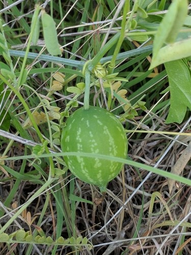 Ibervillea lindheimeri - PictureThis