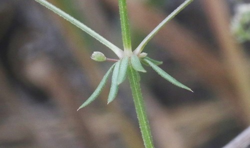 Pariser labkraut (Galium parisiense) - PictureThis