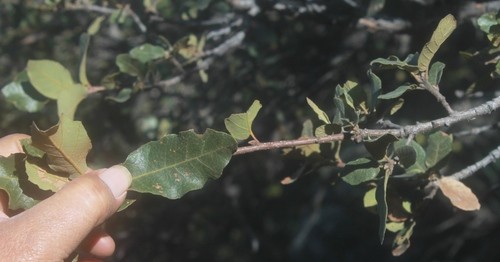 Encino blanco (Quercus crassifolia) - PictureThis