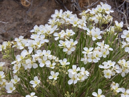 Nerisyrenia - PictureThis