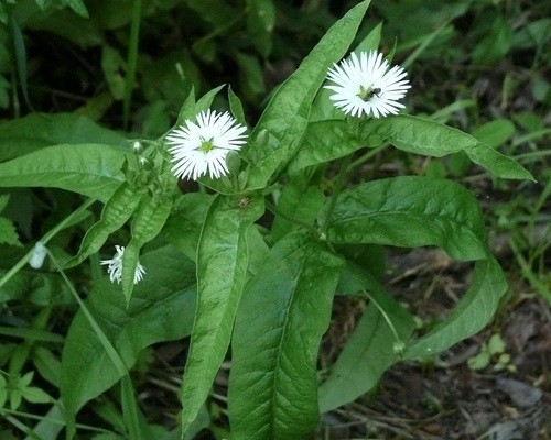Stellaria radians - PictureThis