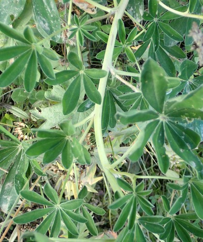 Alaska-Lupine (Lupinus nootkatensis) - PictureThis