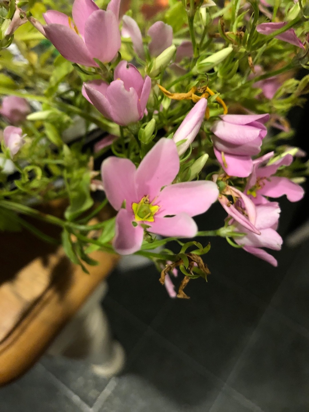Sabatia angularis 照顧，種植，繁殖，開花時間 - PictureThis