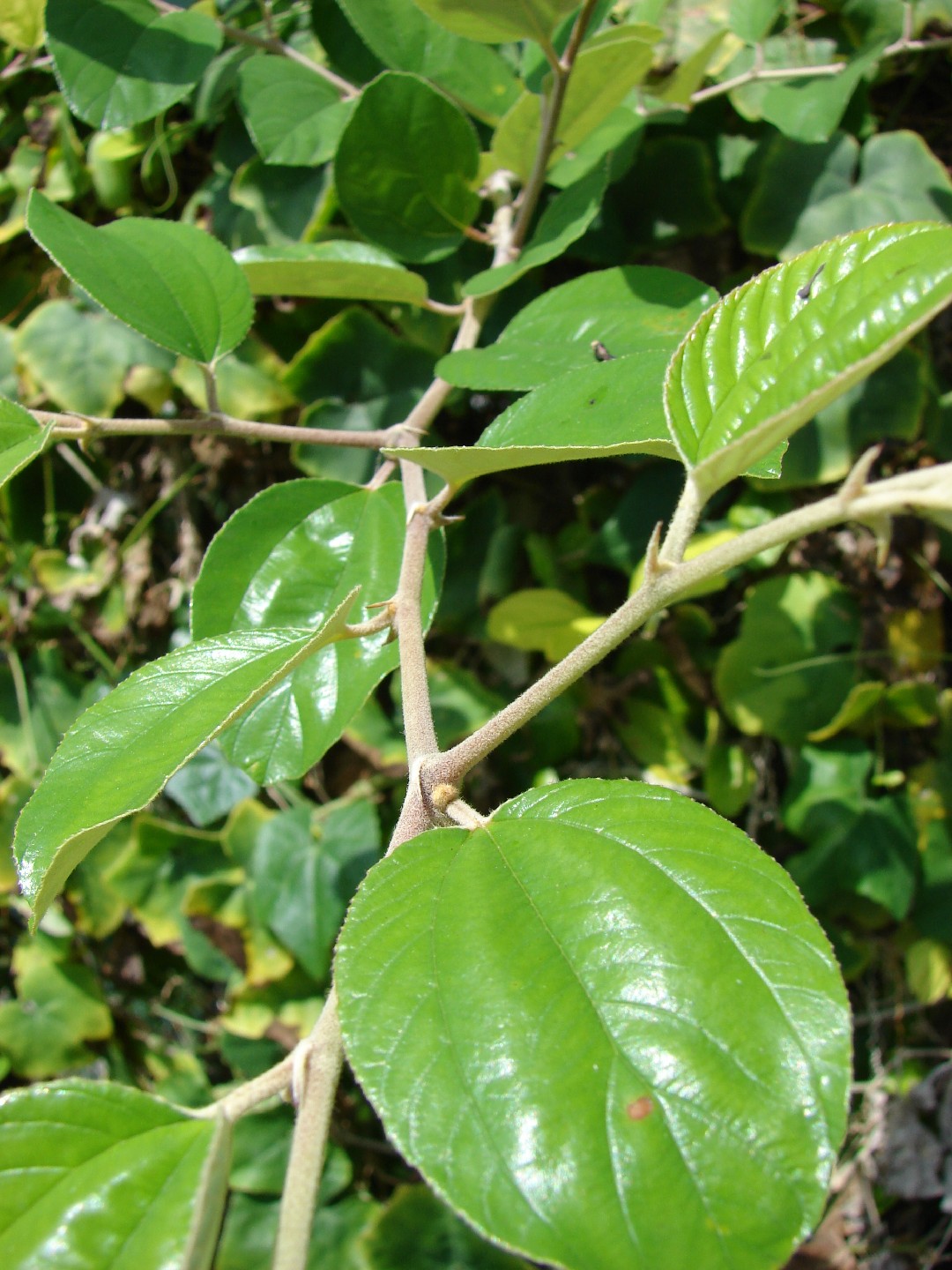 Ziziphus Mauritiana Leaves
